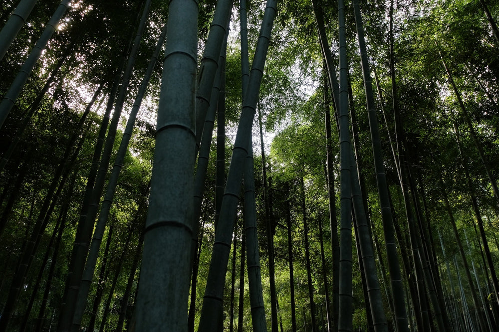 ミニマムレザーケース S – PINT_MN